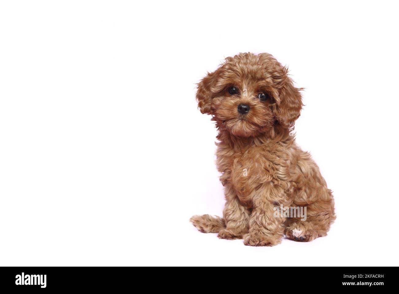 Cavapoo puppies hi-res stock photography and images - Alamy