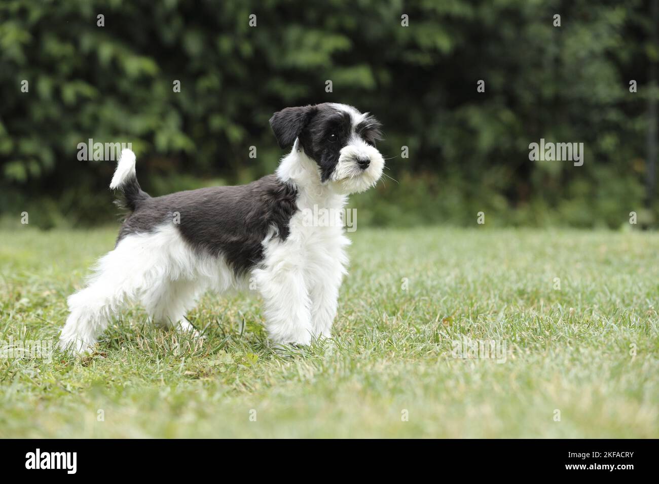 standing Miniature Schnauzer Stock Photo - Alamy