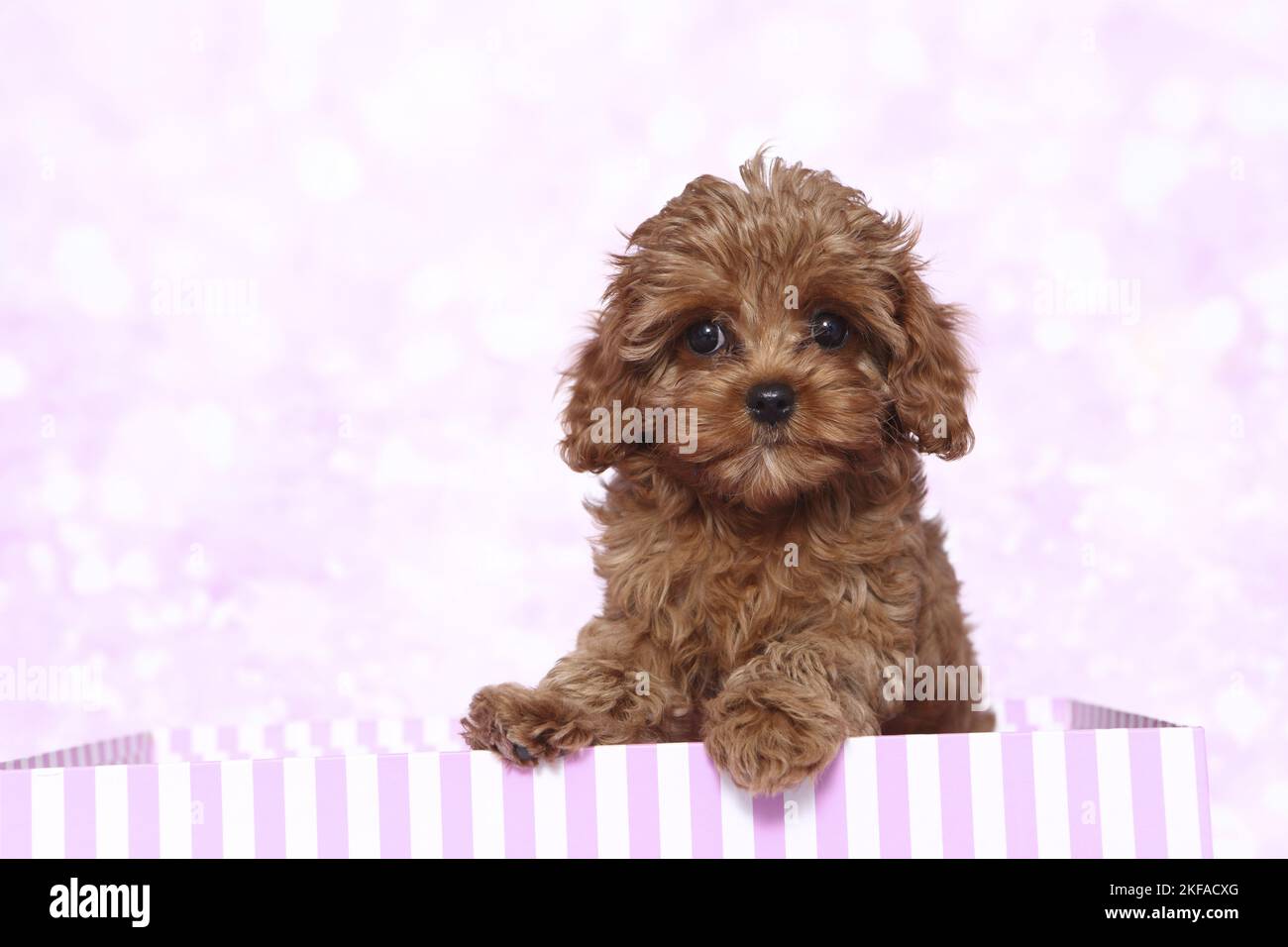Cavapoo Puppy on a box Stock Photo - Alamy