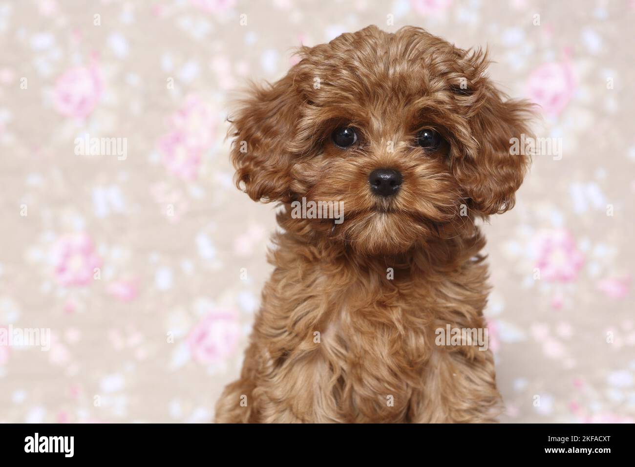 Cavapoo Puppy portrait Stock Photo - Alamy