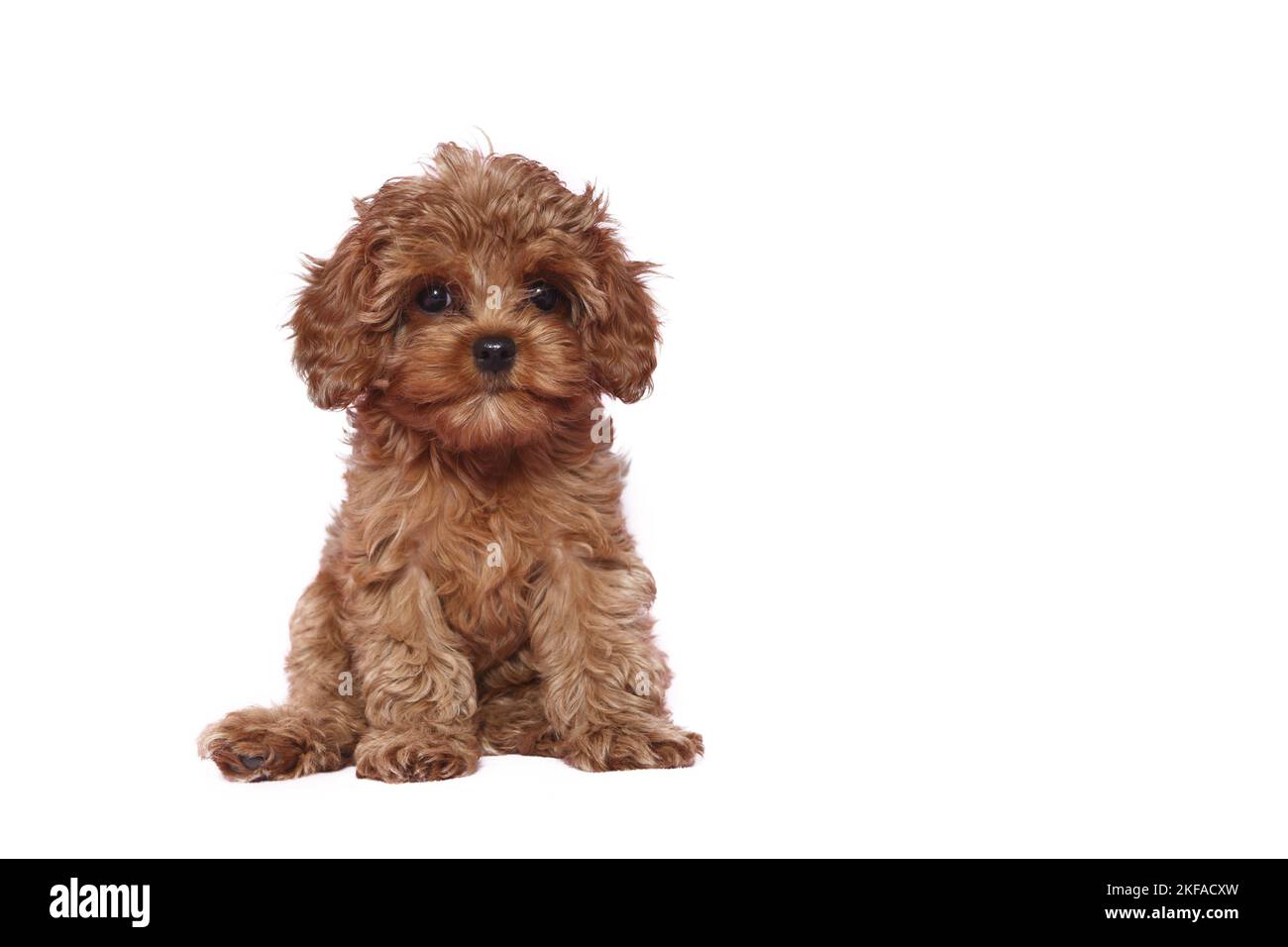 sitting Cavapoo Puppy Stock Photo - Alamy