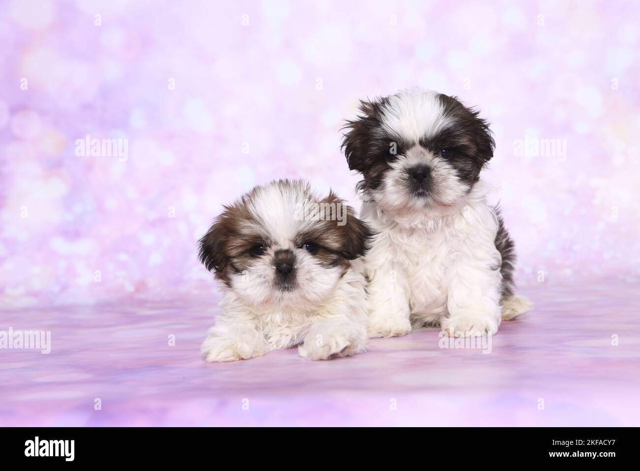 Shih Tzu Puppies Stock Photo - Alamy