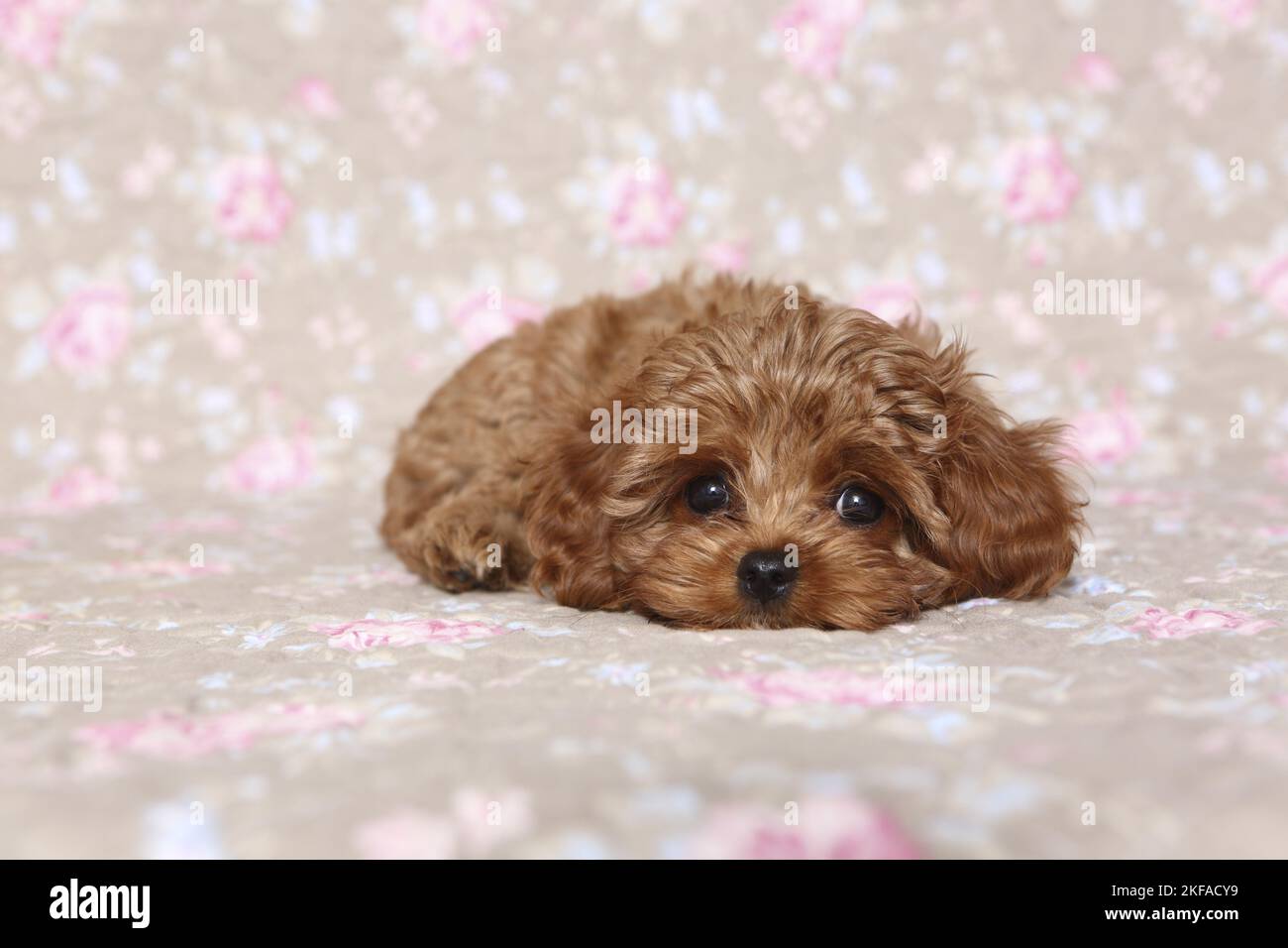 Cavapoo puppies hi-res stock photography and images - Alamy