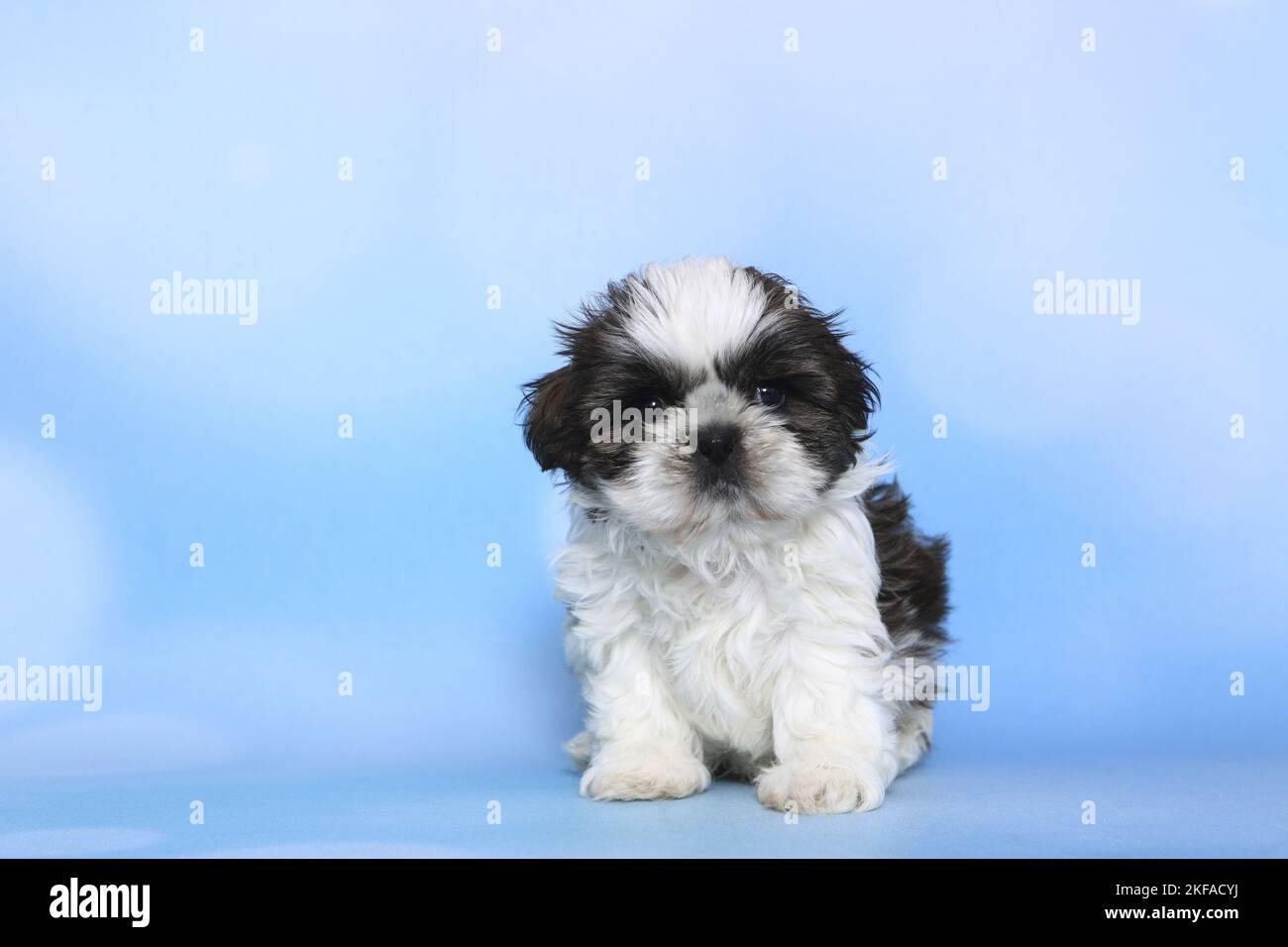 sitting Shih Tzu Puppy Stock Photo - Alamy