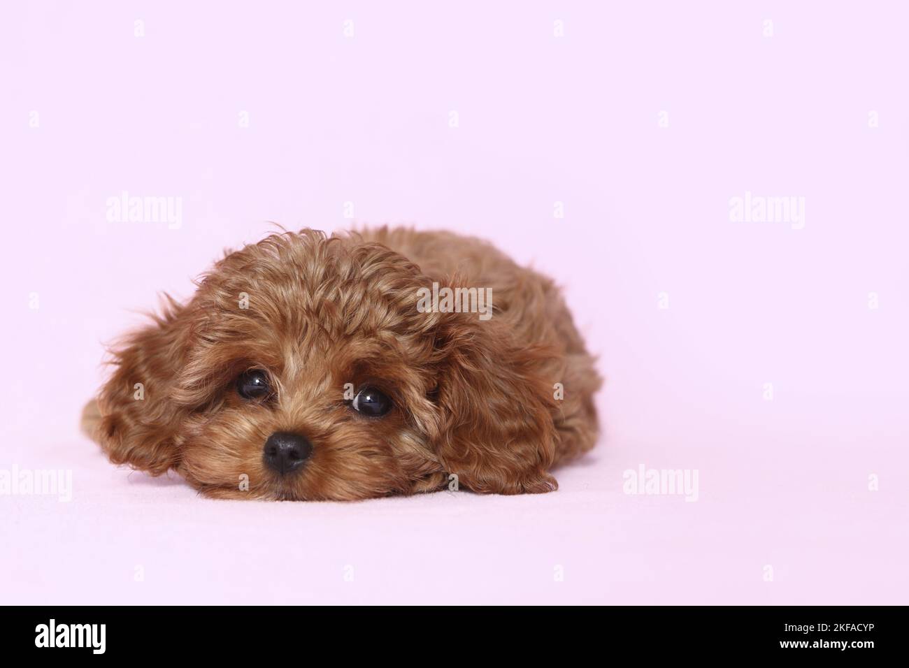 Cavapoo puppies hi-res stock photography and images - Alamy