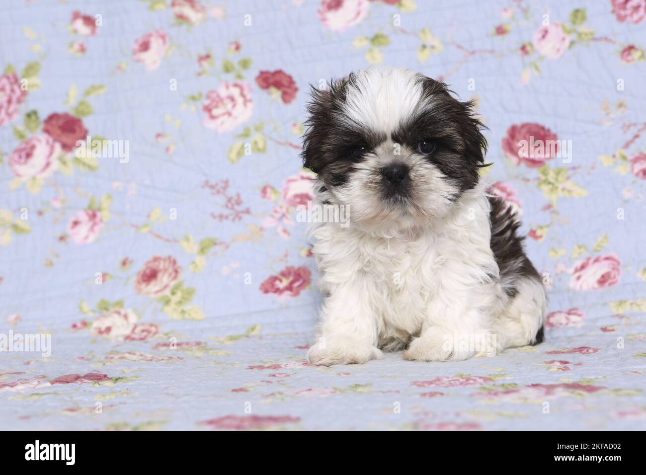 sitting Shih Tzu Puppy Stock Photo - Alamy