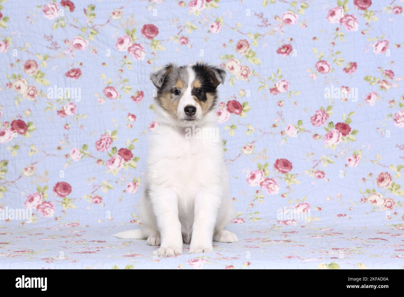 sitting American Collie Puppy Stock Photo - Alamy