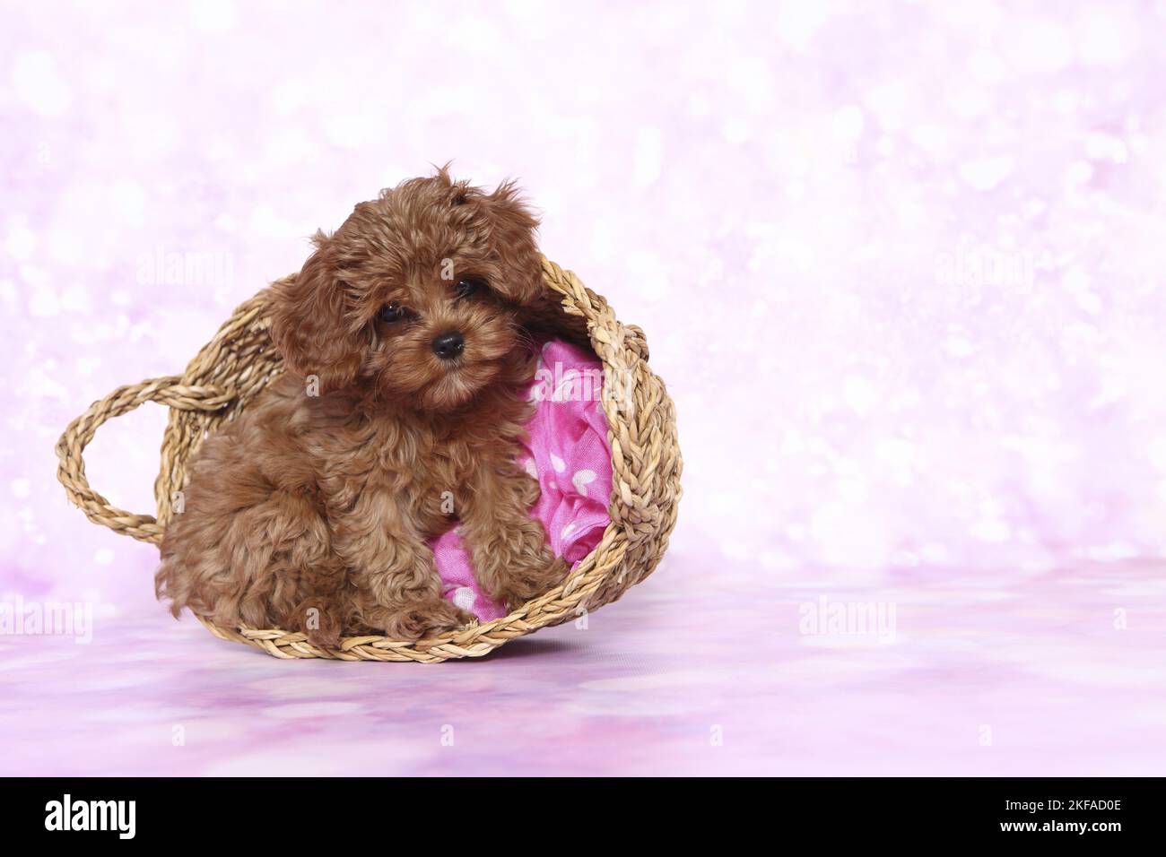 sitting Cavapoo Puppy Stock Photo - Alamy