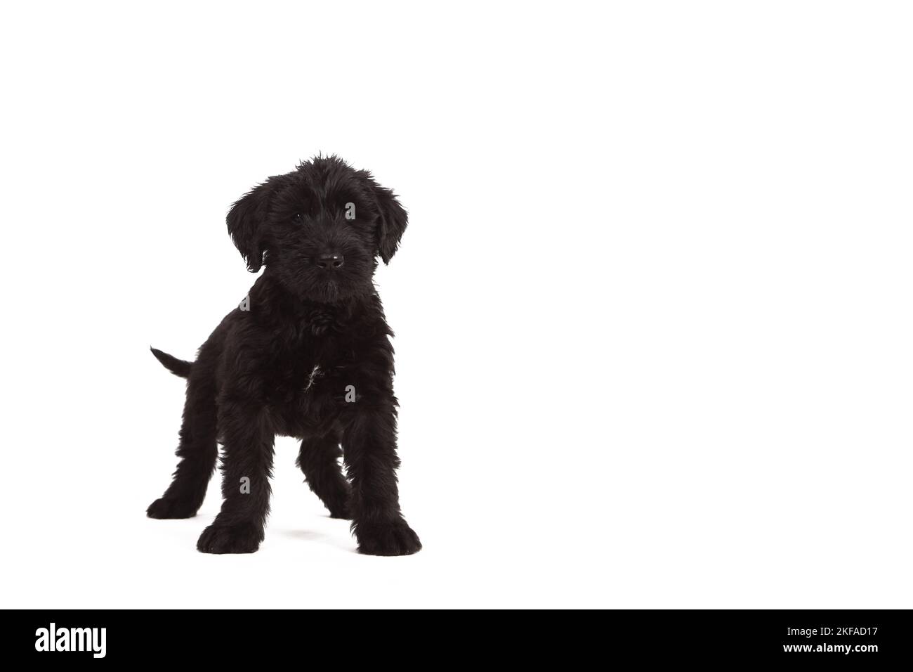 Big black dog giant Cut Out Stock Images & Pictures - Alamy