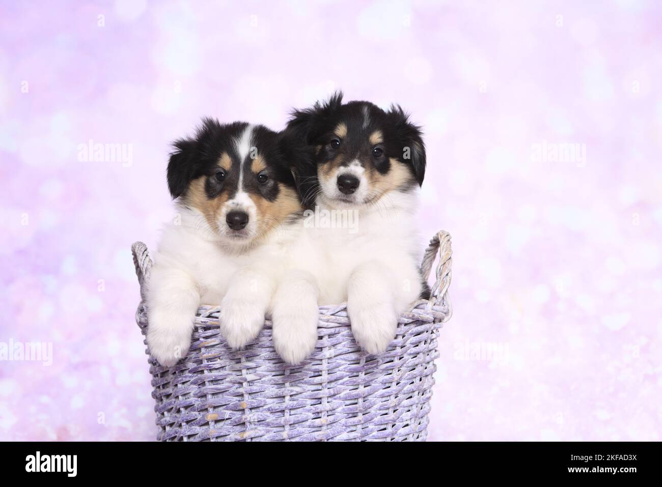 American Collie Puppies in a basket Stock Photo - Alamy