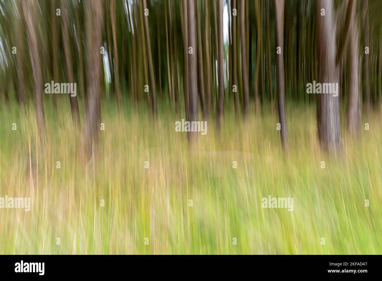 Abstract photo of grass and pine trees. Green blurred grass, with ...