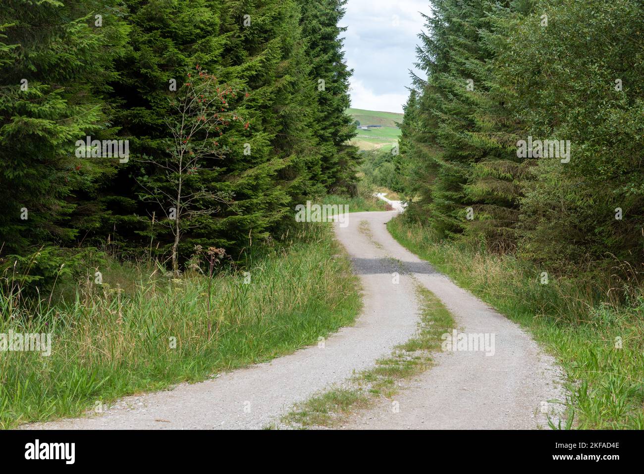 Gravel track winding through the forest with pine trees lining the ...