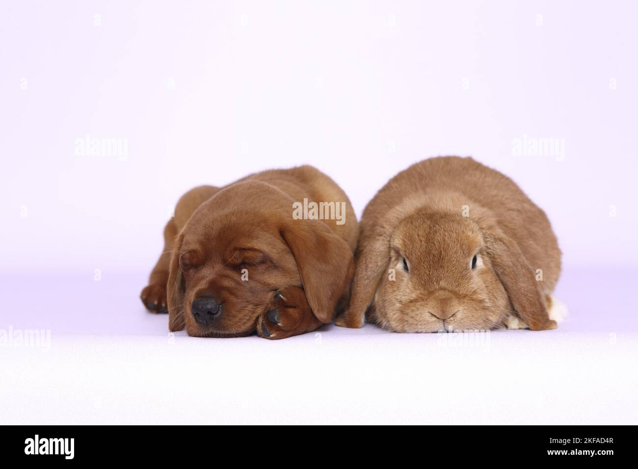 puppy and rabbit Stock Photo - Alamy
