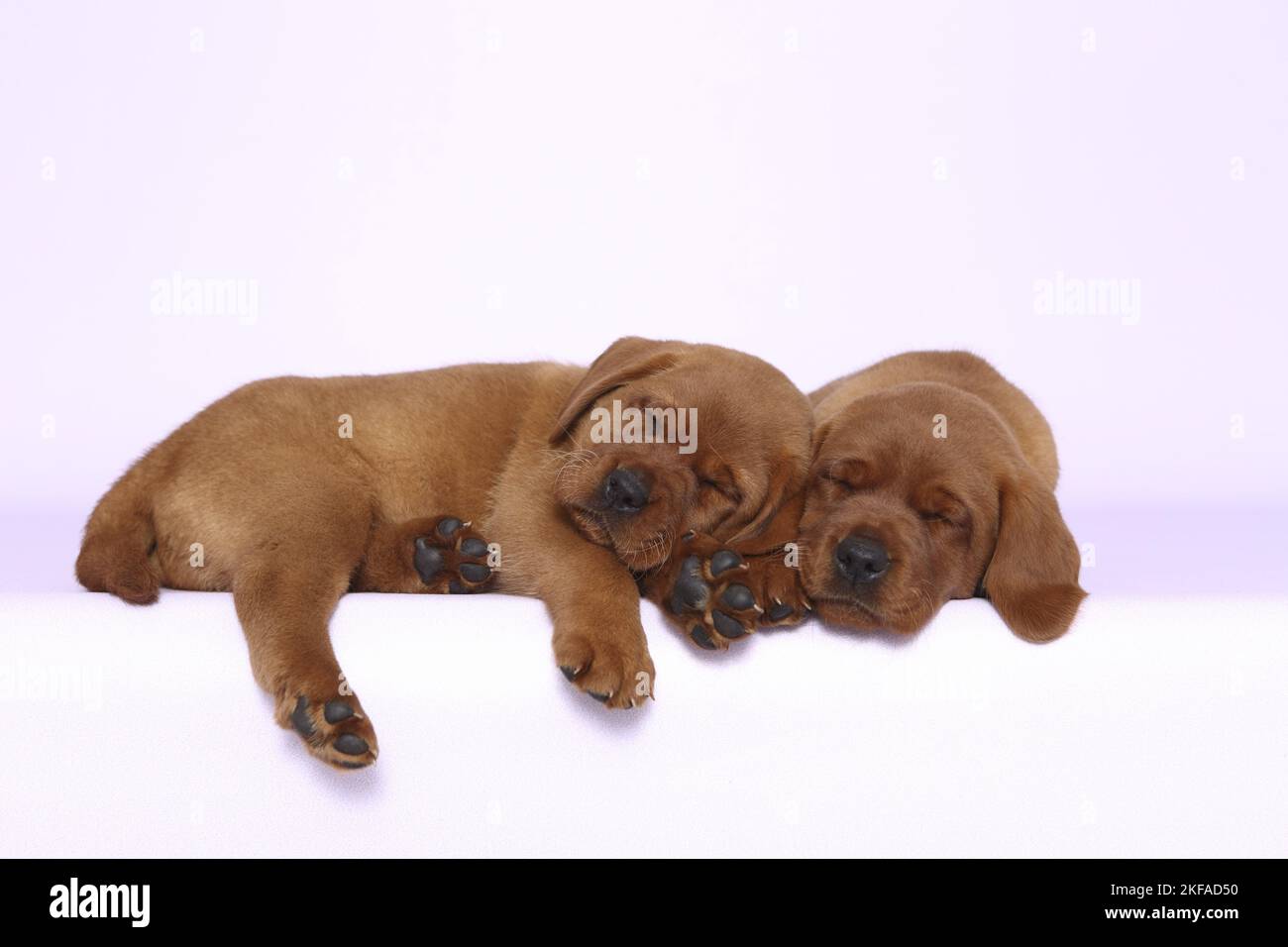 2 Labrador Retriever Puppies Stock Photo - Alamy