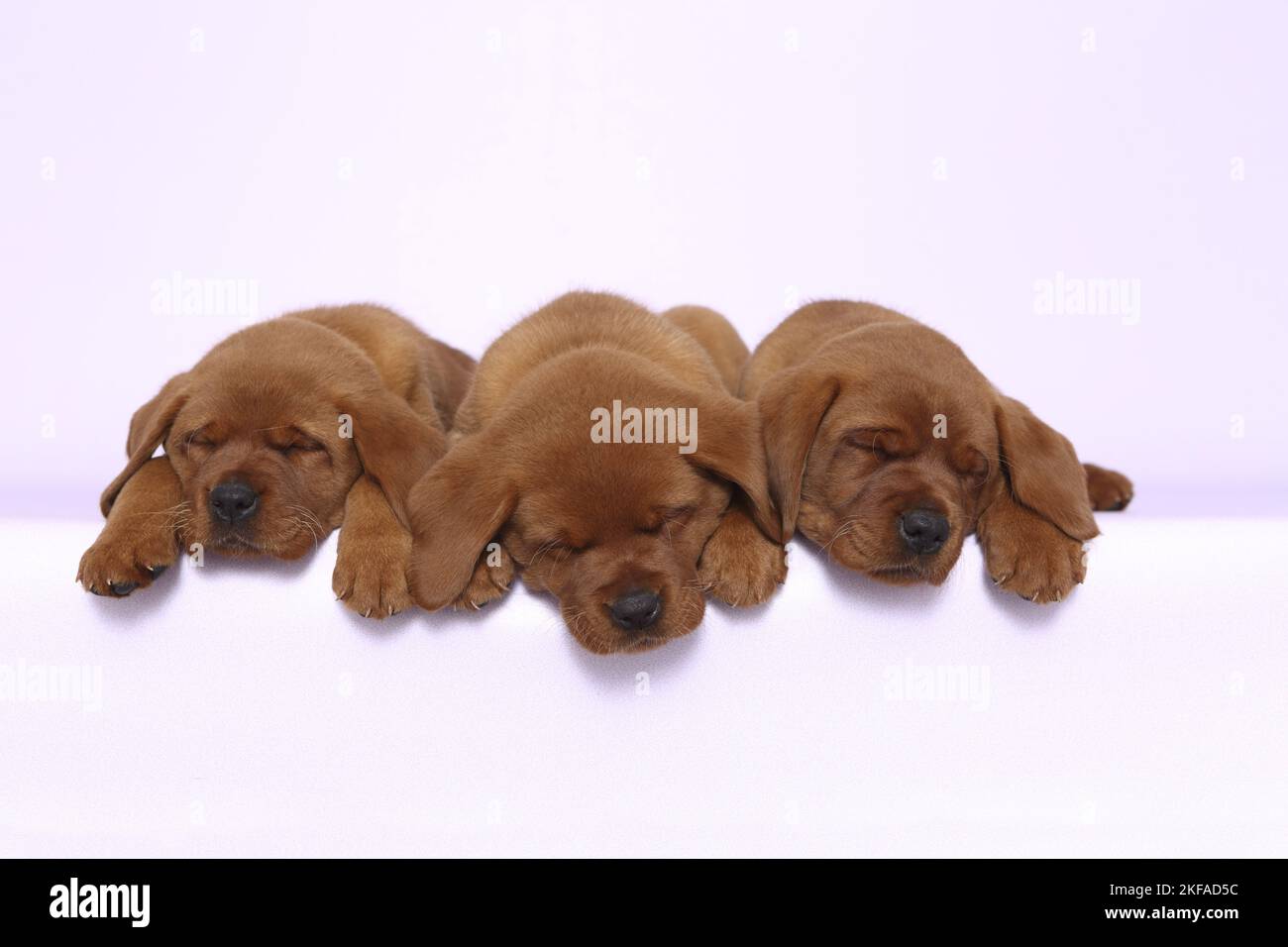 3 Labrador Retriever Puppies Stock Photo - Alamy