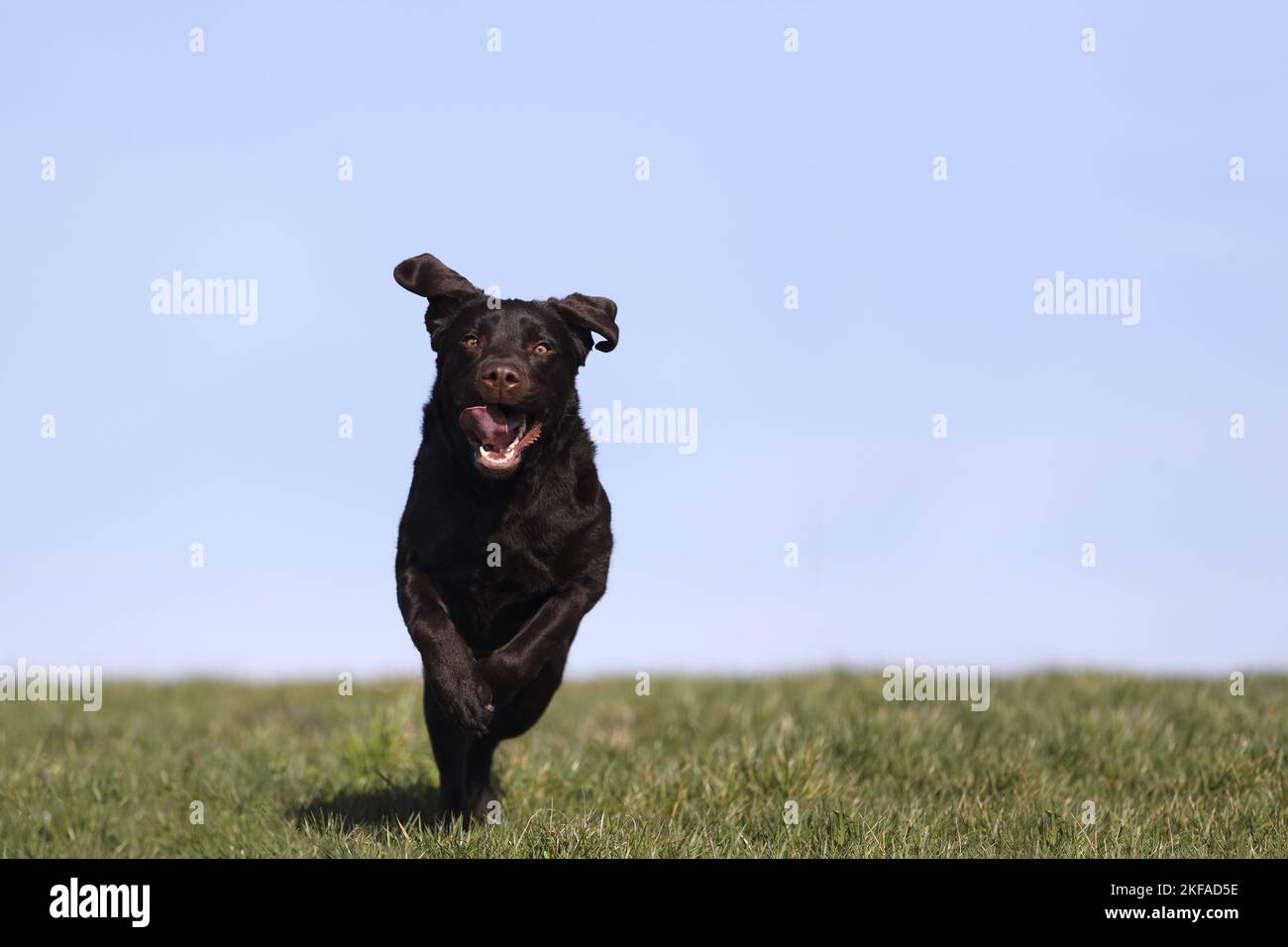 running Labrador Retriever Stock Photo - Alamy