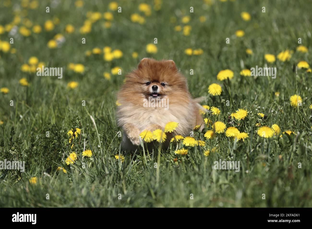 Running dwarf hi-res stock photography and images - Alamy