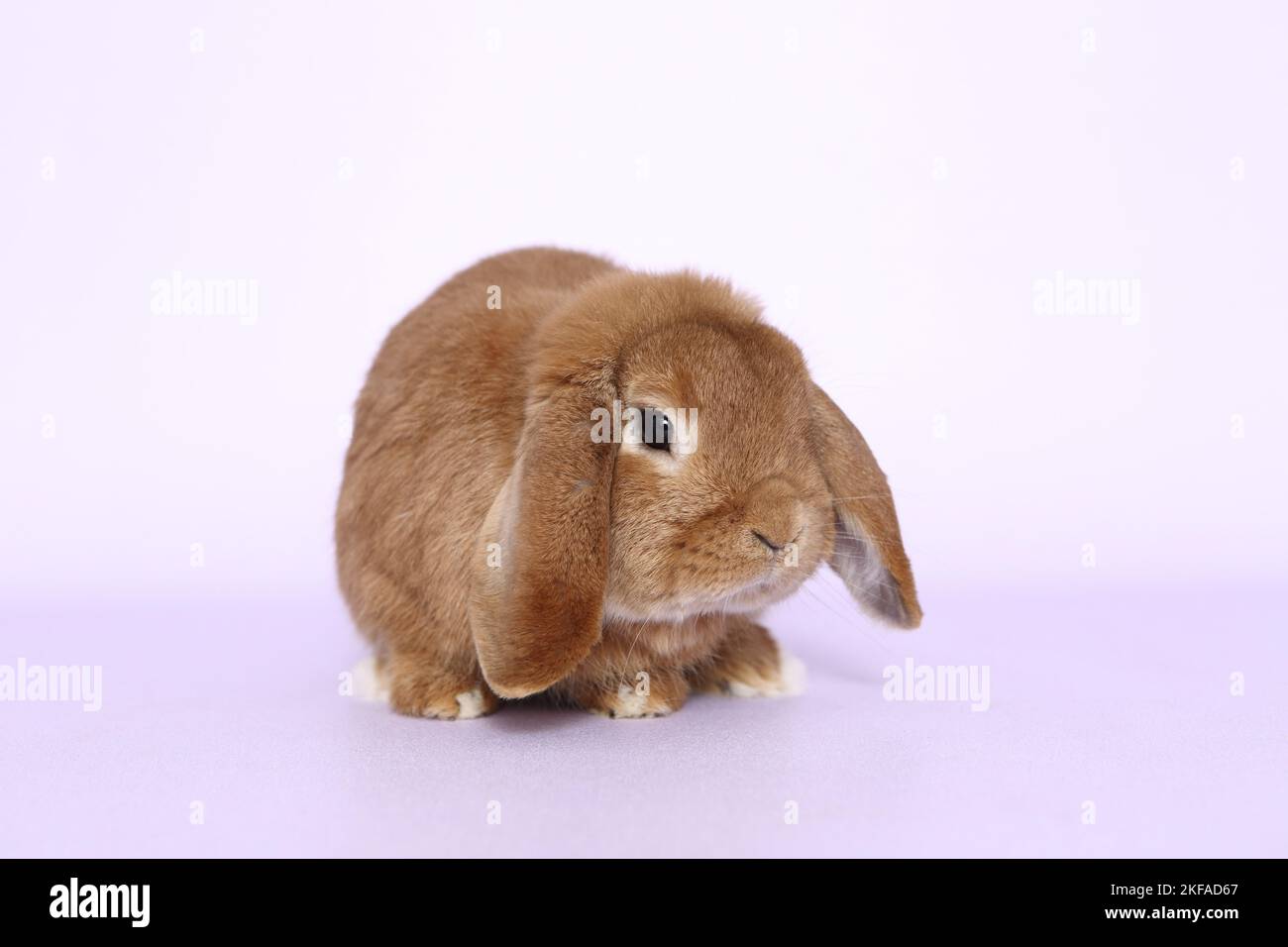 Side view mini lop rabbit hi-res stock photography and images - Alamy