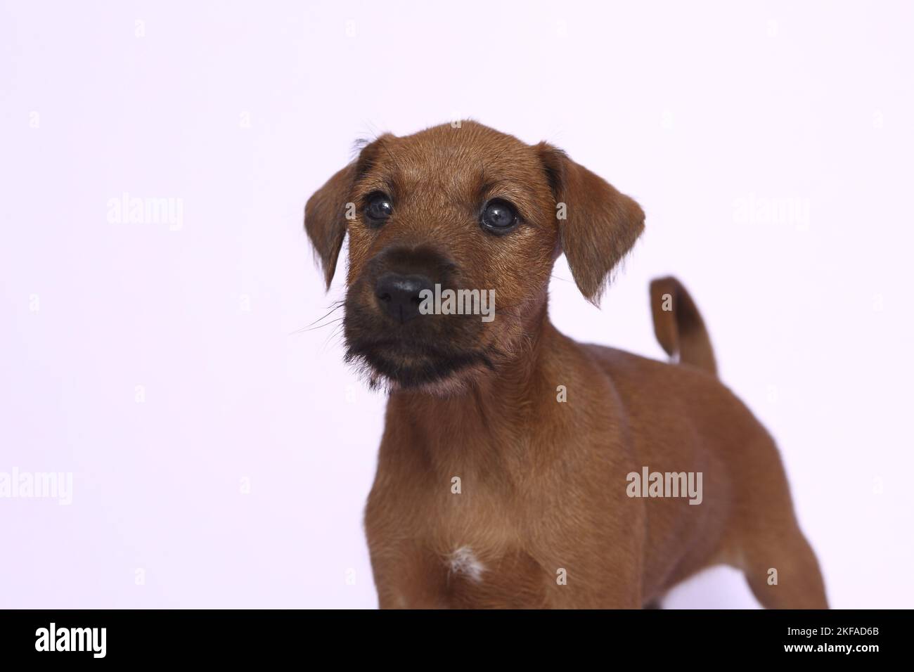 Irish Terrier Puppy Portrait Stock Photo - Alamy