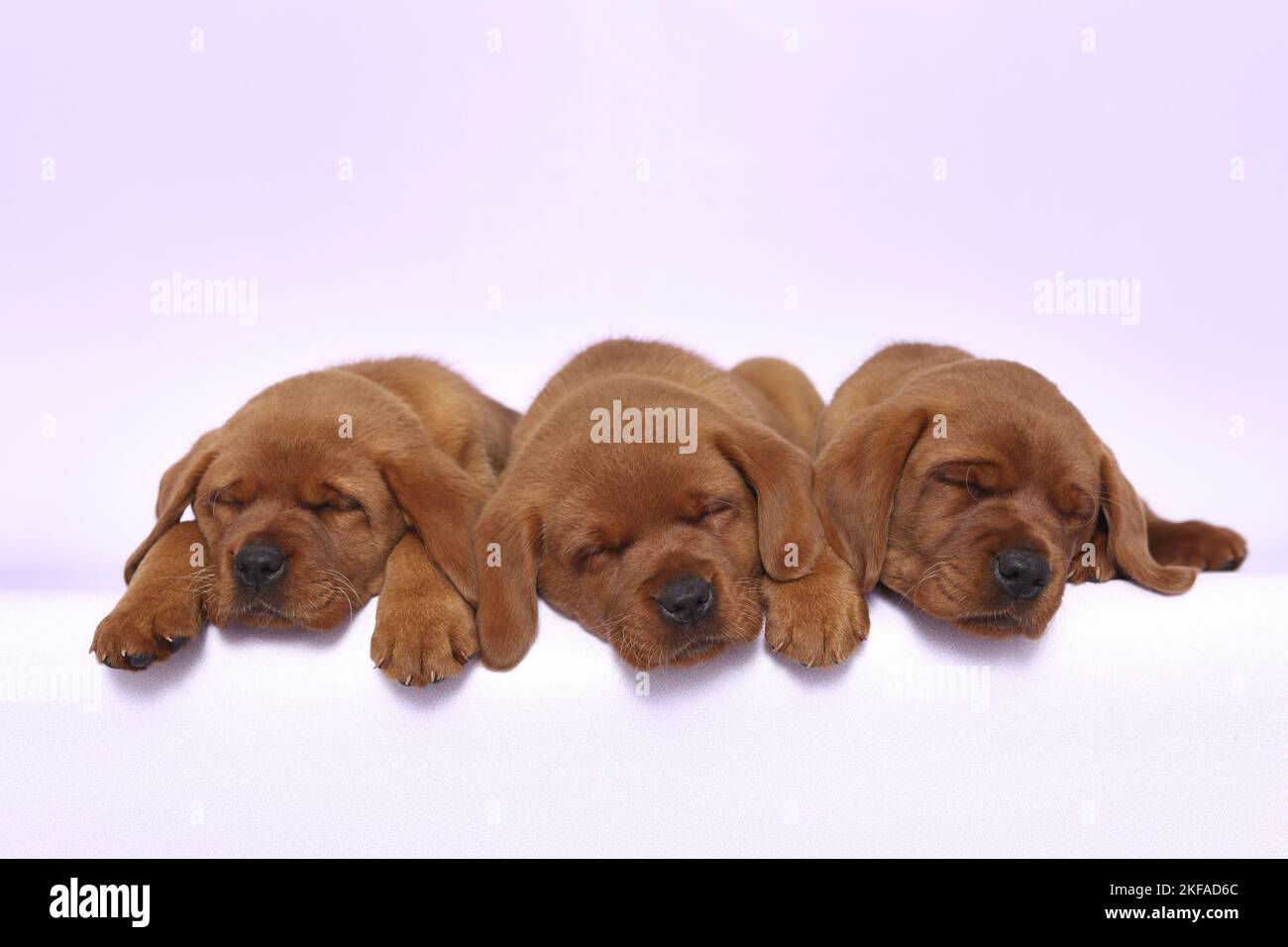 3 Labrador Retriever Puppies Stock Photo - Alamy