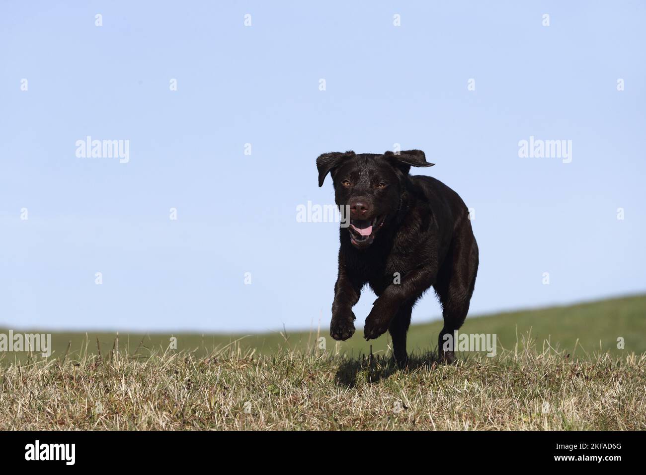 running Labrador Retriever Stock Photo - Alamy