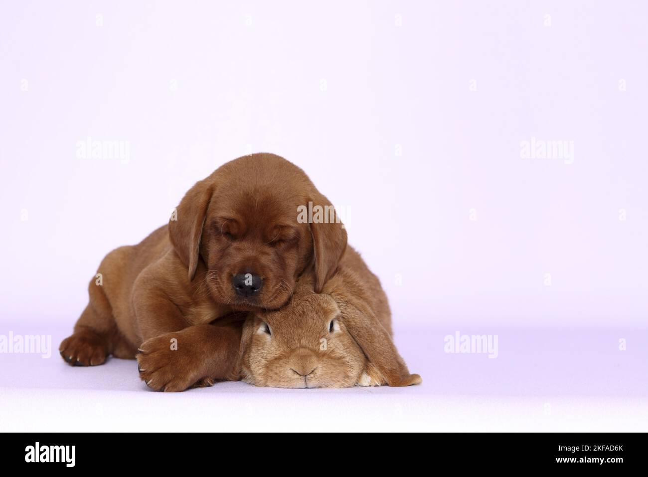 puppy and rabbit Stock Photo - Alamy