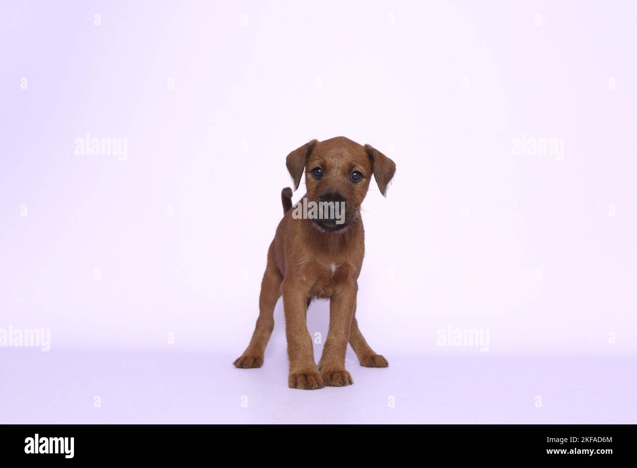 Irish Terrier Puppy Stock Photo - Alamy