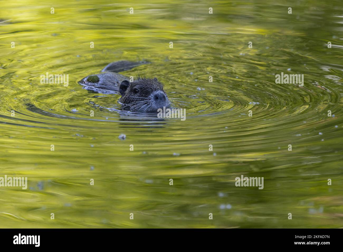 Nutria sun hi-res stock photography and images - Alamy