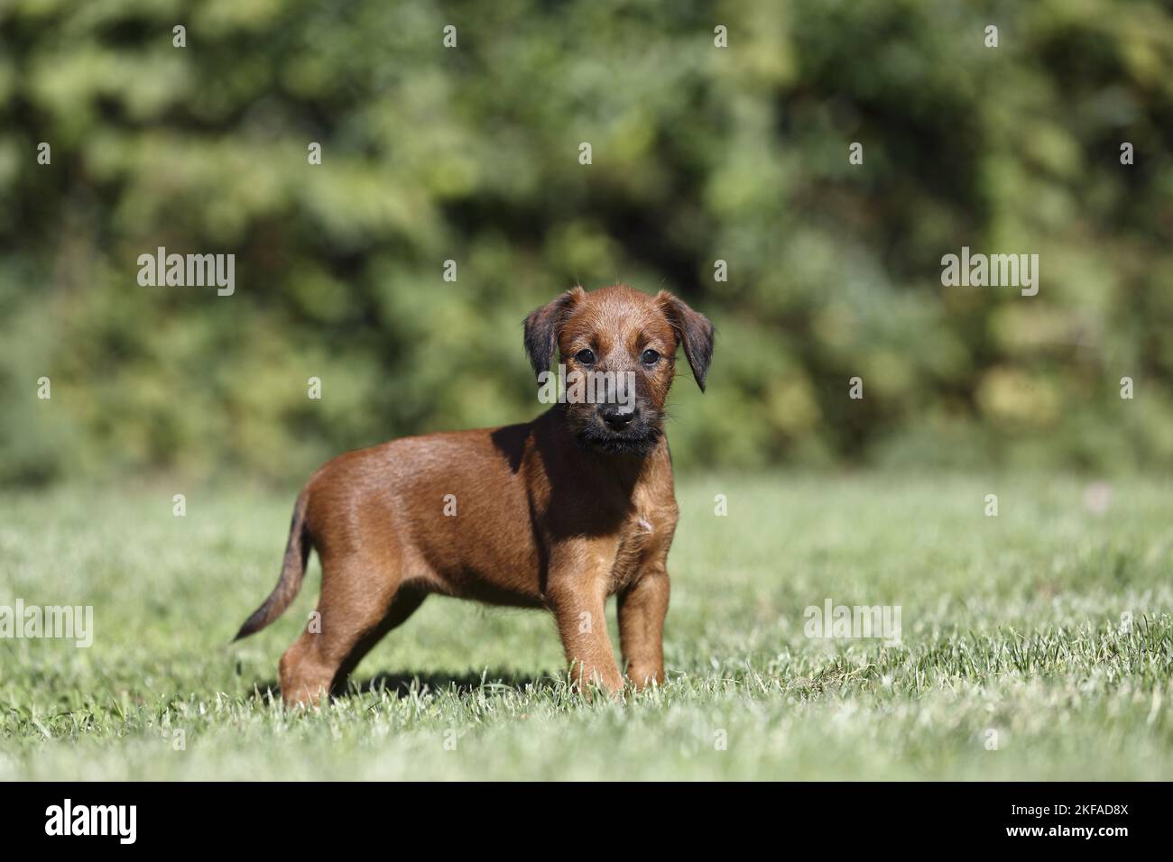 Irish Terrier Puppy Stock Photo - Alamy