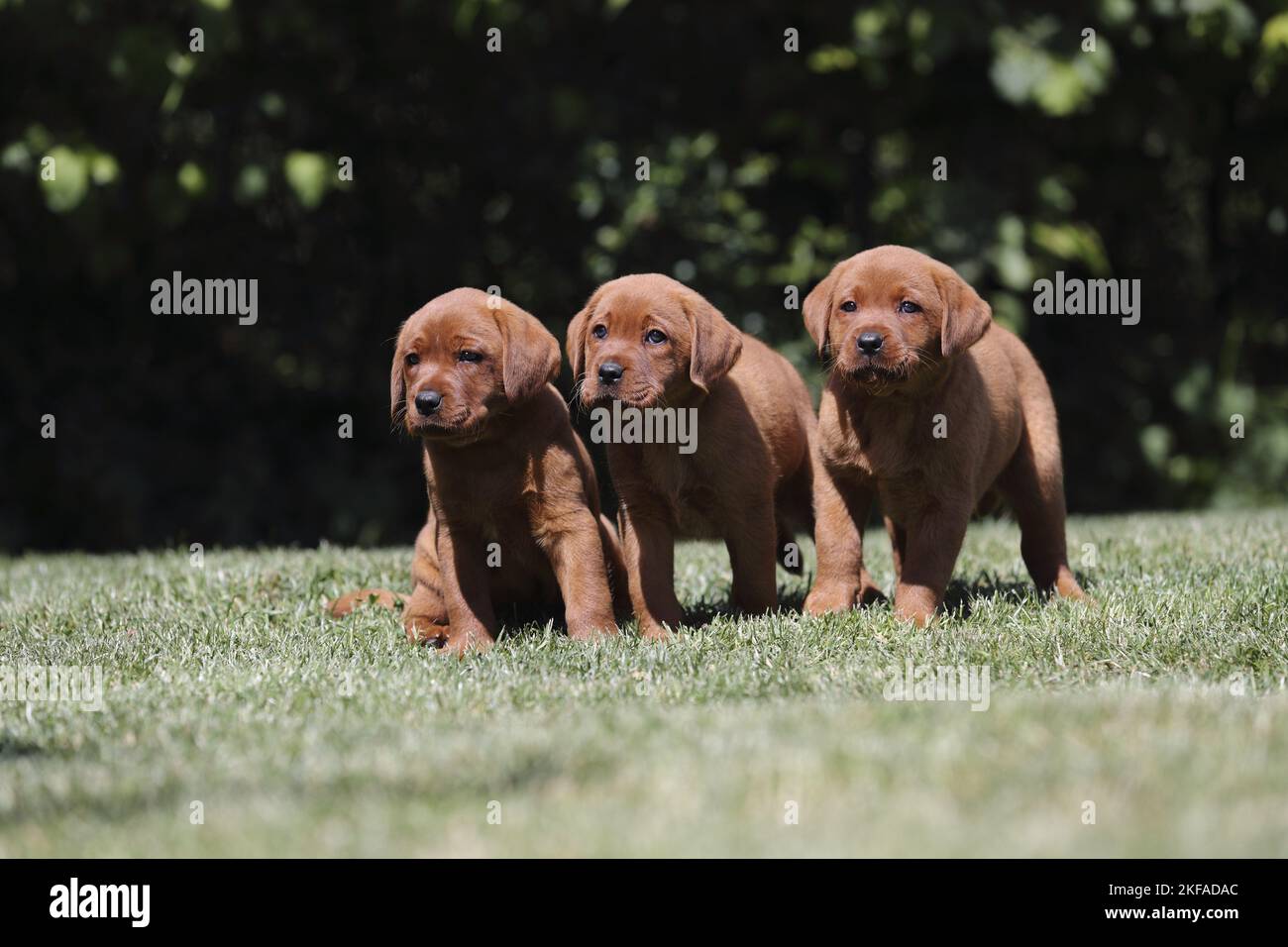 3 Labrador Retriever Puppies Stock Photo - Alamy