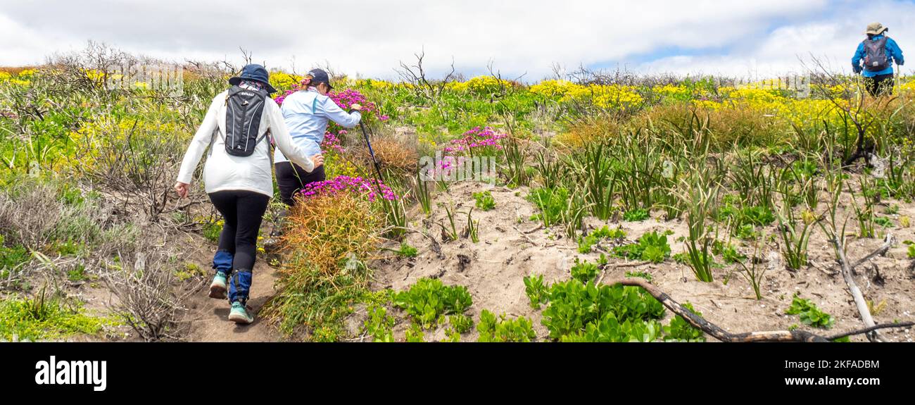 Walkers hiking the Cape to Cape Track walking through Boranup Leeuwin ...