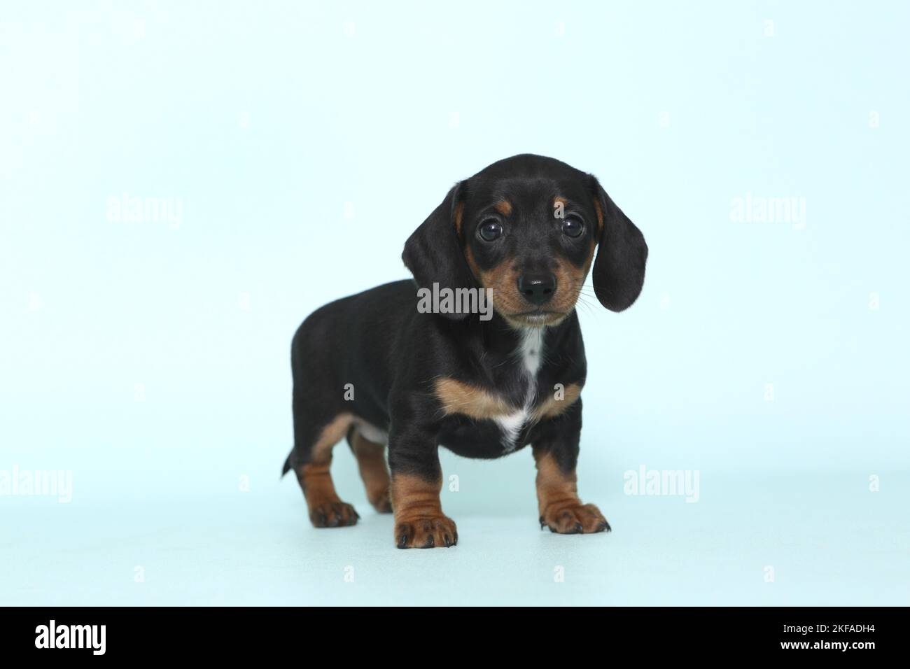 American Miniature Dachshund Puppy Stock Photo - Alamy