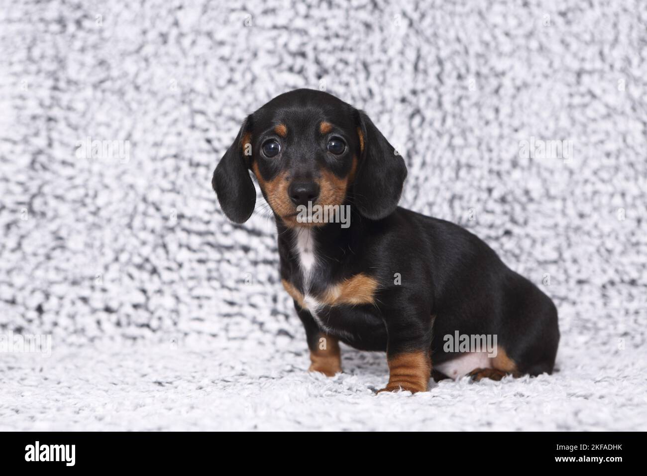 American Miniature Dachshund Puppy Stock Photo - Alamy