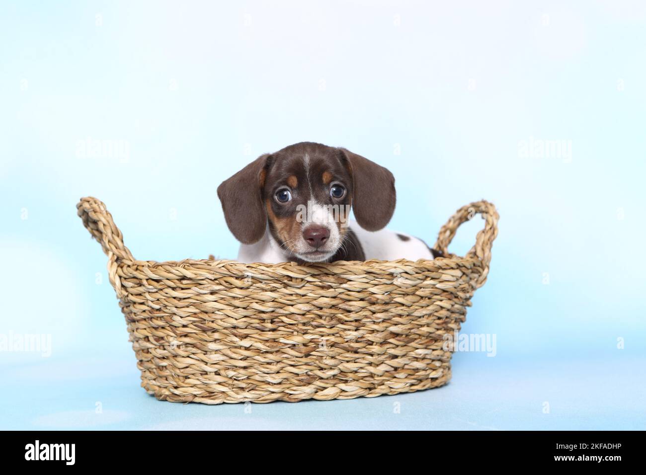 American Miniature Dachshund Puppy Stock Photo - Alamy