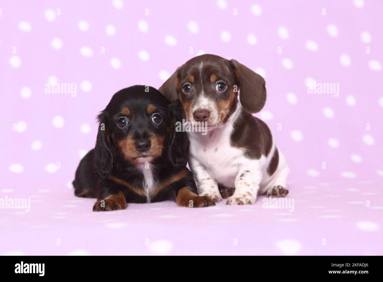 2 American Miniature Dachshund Puppies Stock Photo - Alamy