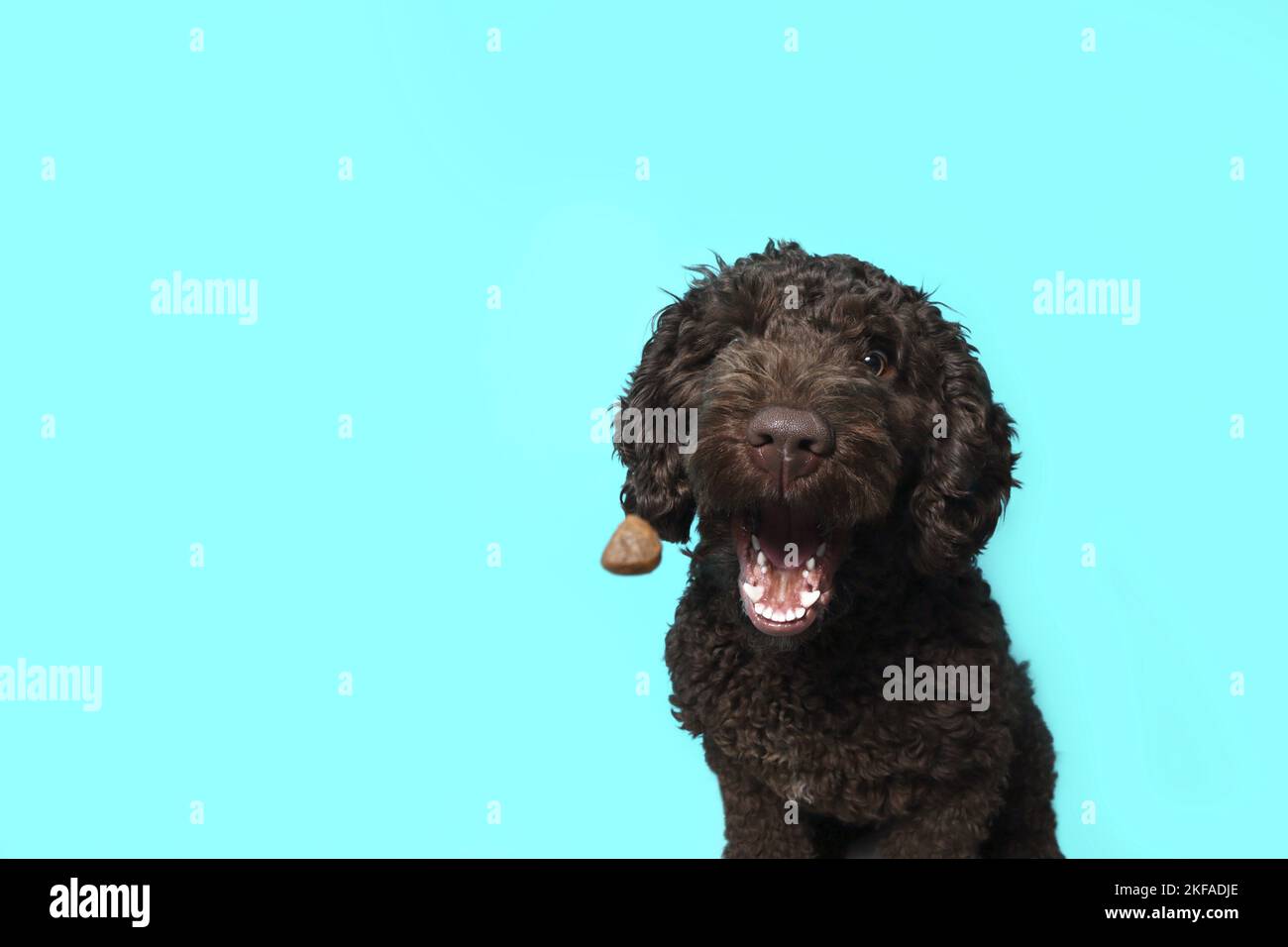 Perro de Agua Espanol Portrait Stock Photo - Alamy