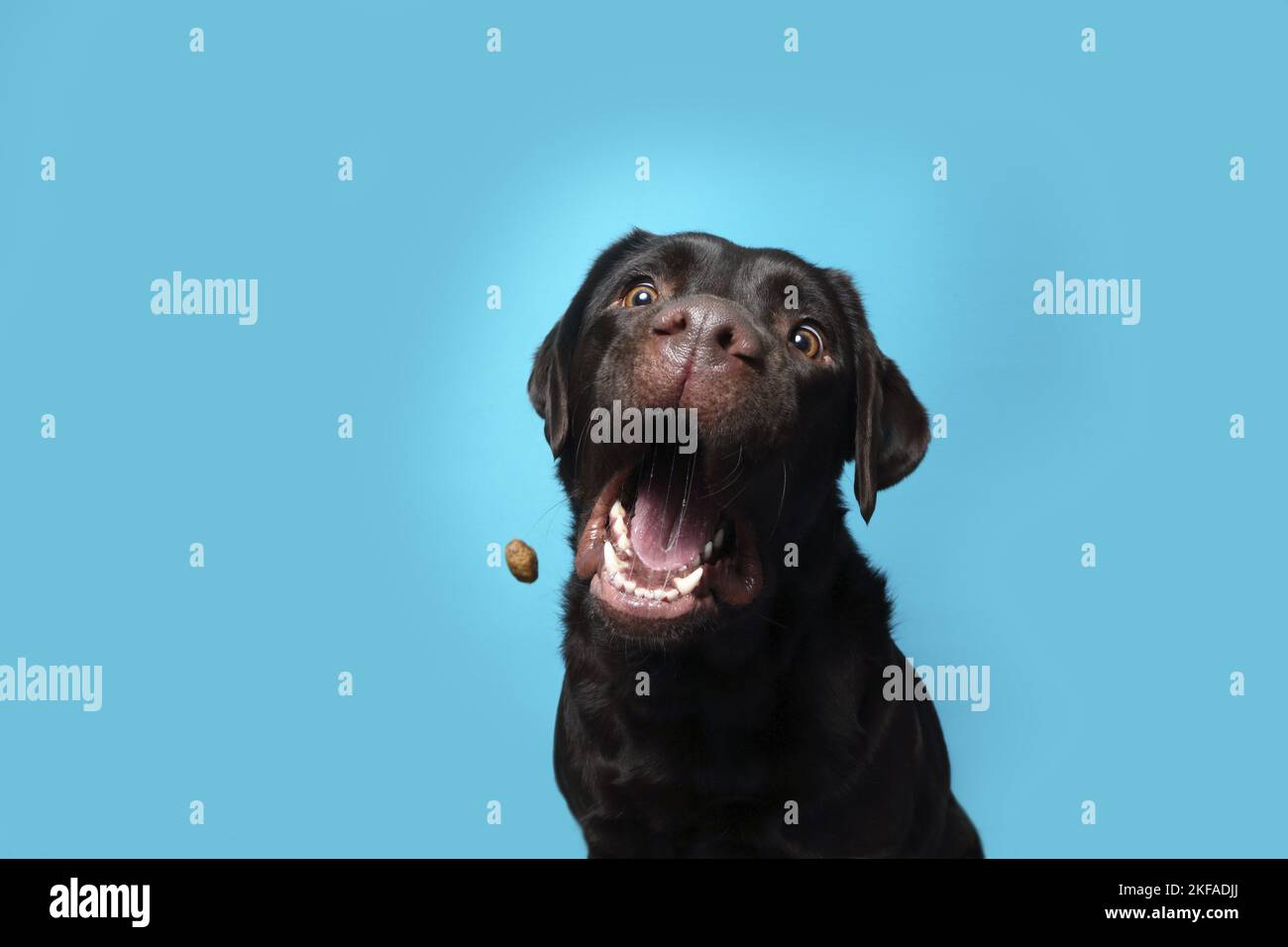 Labrador Retriever Portrait Stock Photo - Alamy