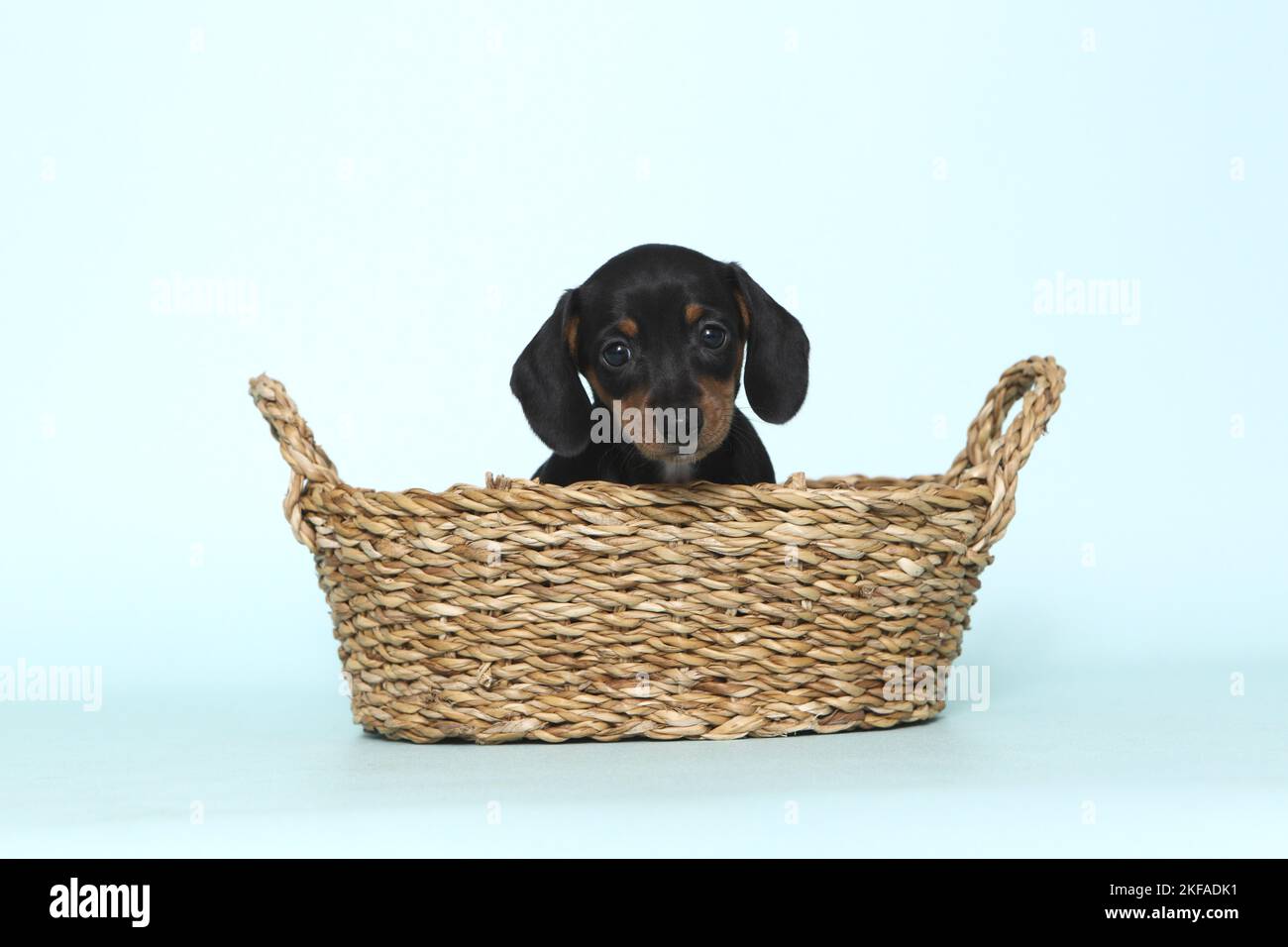 American Miniature Dachshund Puppy Stock Photo - Alamy