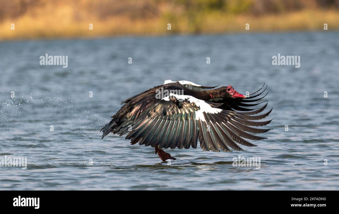 Spur-winged Goose taking off from dam. In flight Stock Photo - Alamy