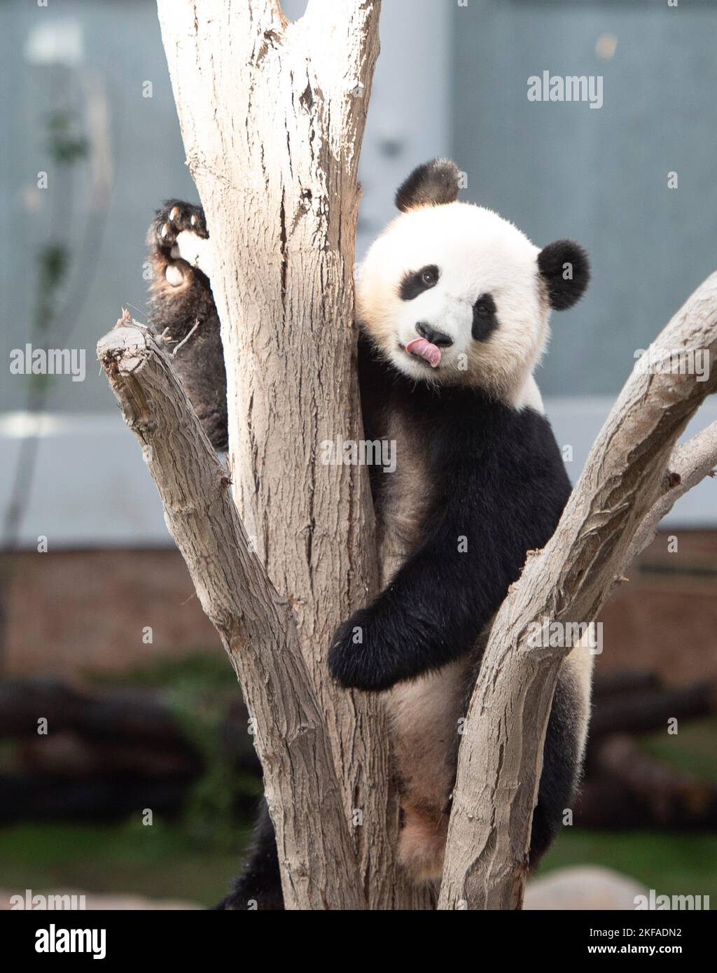 Doha, Qatar. 17th Nov, 2022. The giant panda Si Hai is seen at the ...