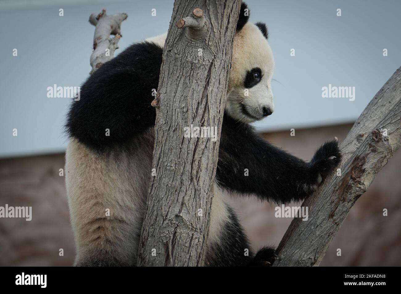 Doha, Qatar. 17th Nov, 2022. The giant panda Si Hai is seen at the ...