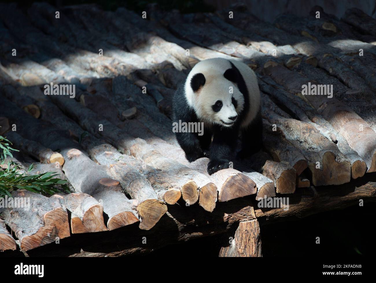 Doha, Qatar. 17th Nov, 2022. The giant panda Si Hai is seen at the ...