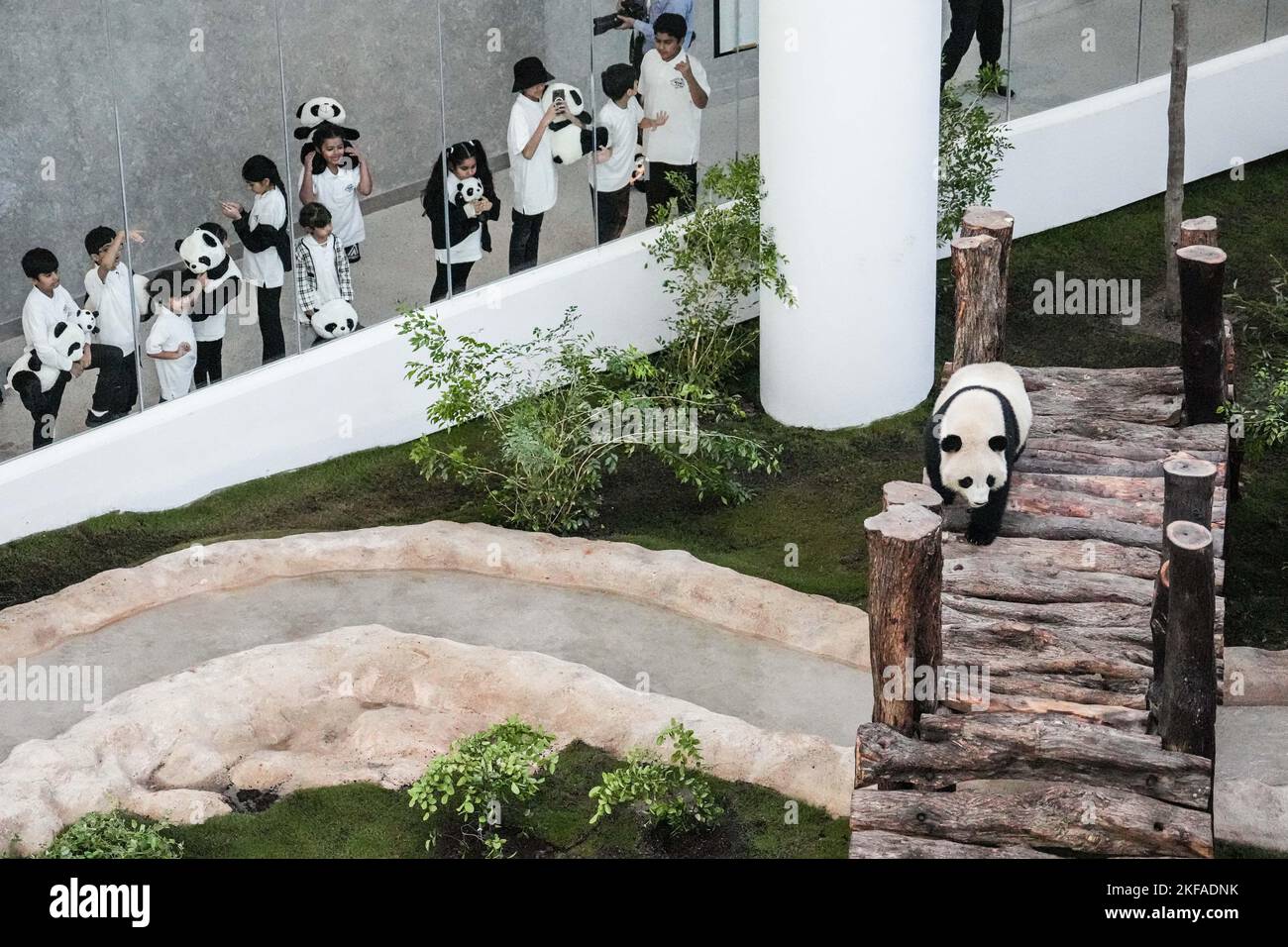 Doha, Qatar. 17th Nov, 2022. The giant panda Si Hai is seen at the ...