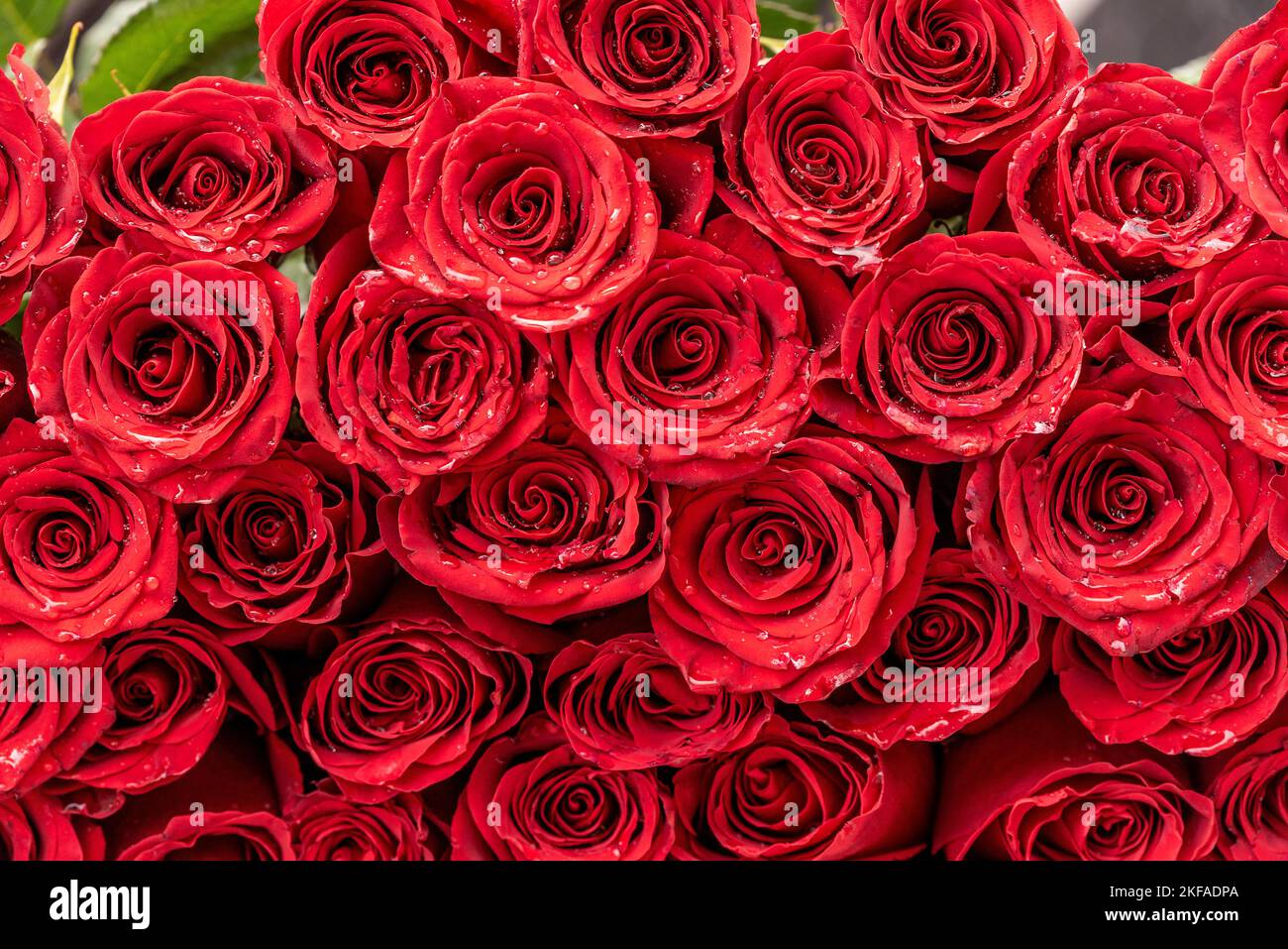 Natural red roses background. atmosphere of celebration, love and ...