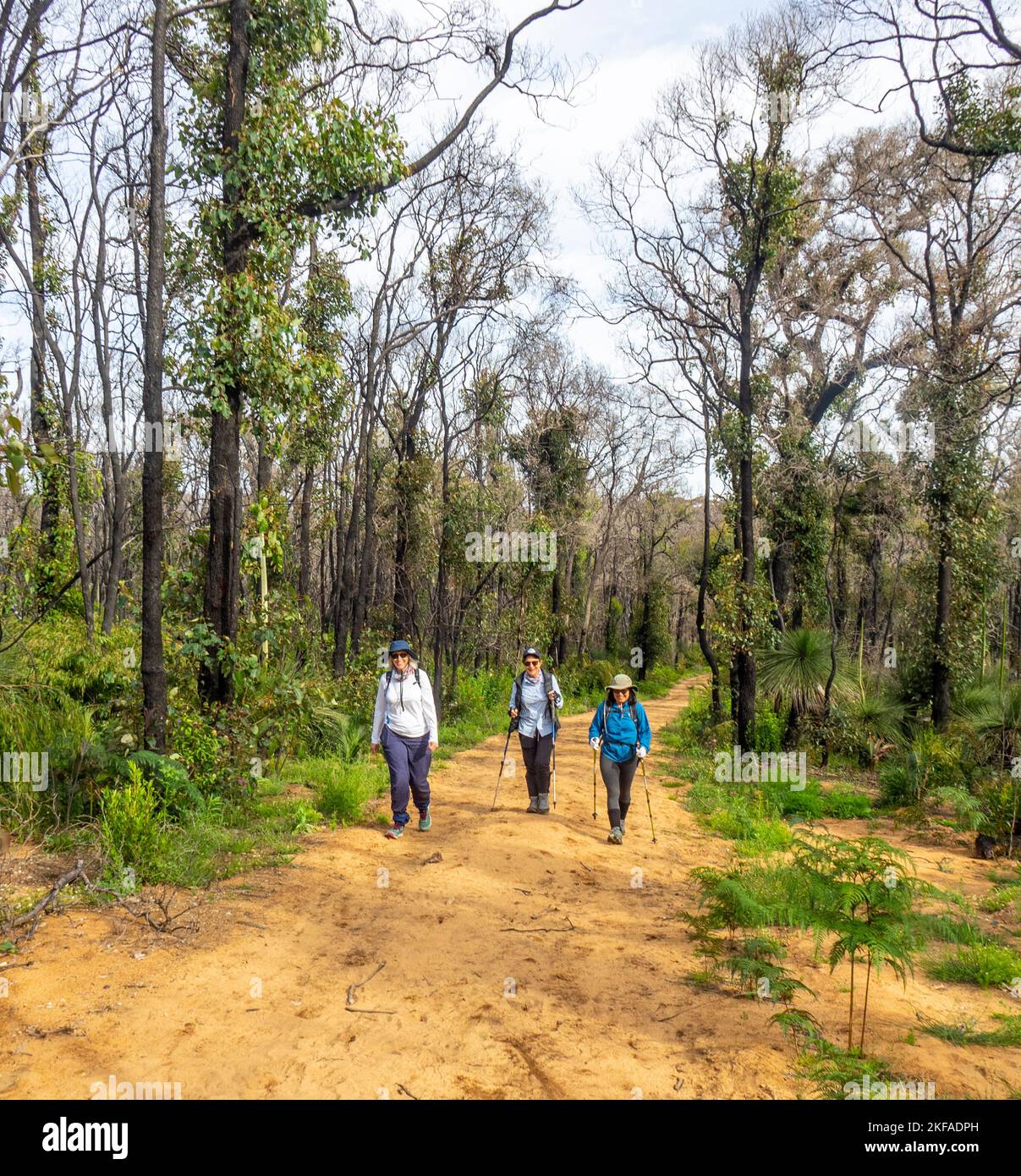 Walkers hiking the Cape to Cape Track walking through Boranup Forest 1 ...