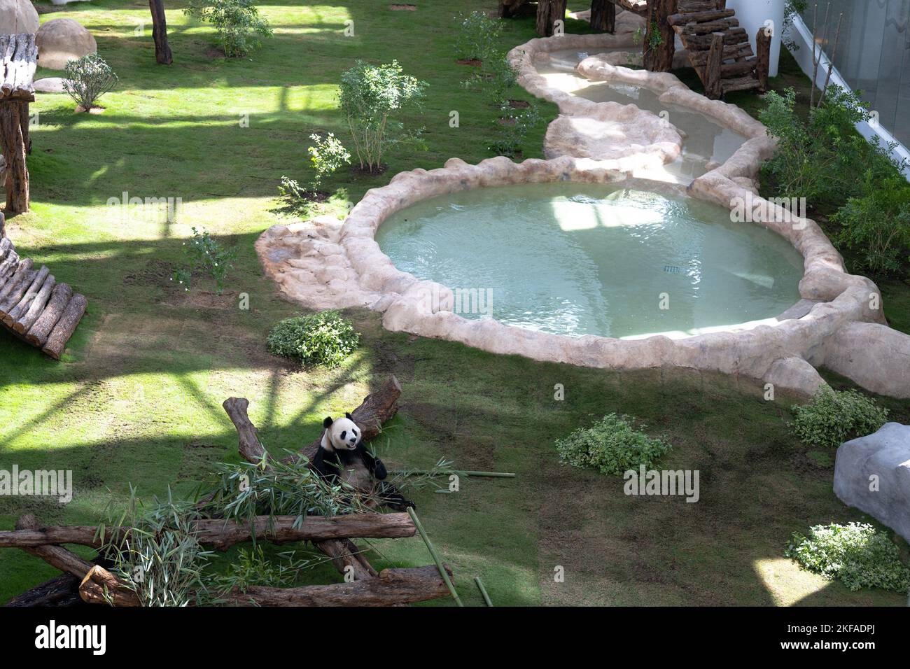 Doha, Qatar. 17th Nov, 2022. The giant panda Jing Jing is seen at the ...