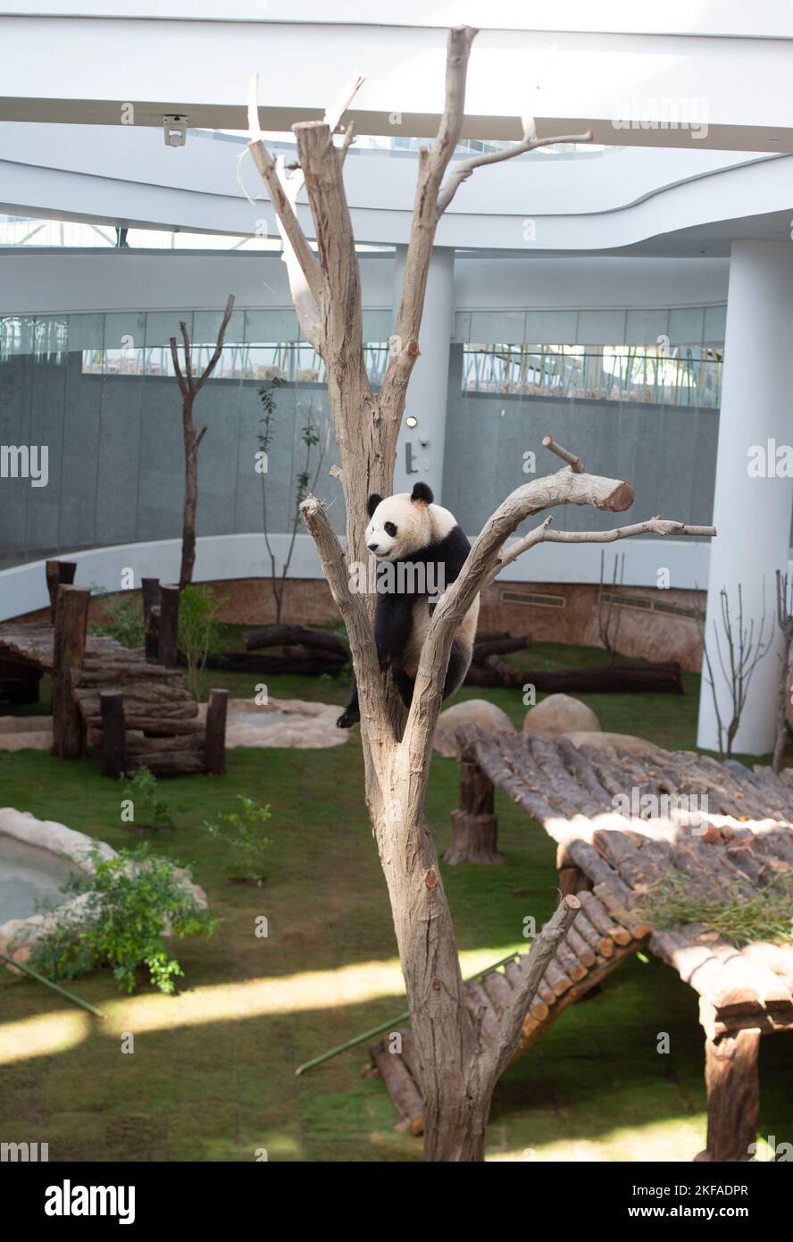 Doha, Qatar. 17th Nov, 2022. The giant panda Si Hai is seen at the ...