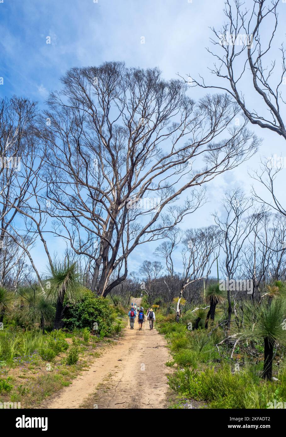 Walkers hiking the Cape to Cape Track walking through Boranup Forest 1 ...