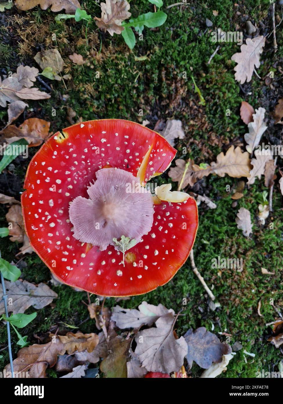 White spotted red toadstool hi-res stock photography and images - Alamy