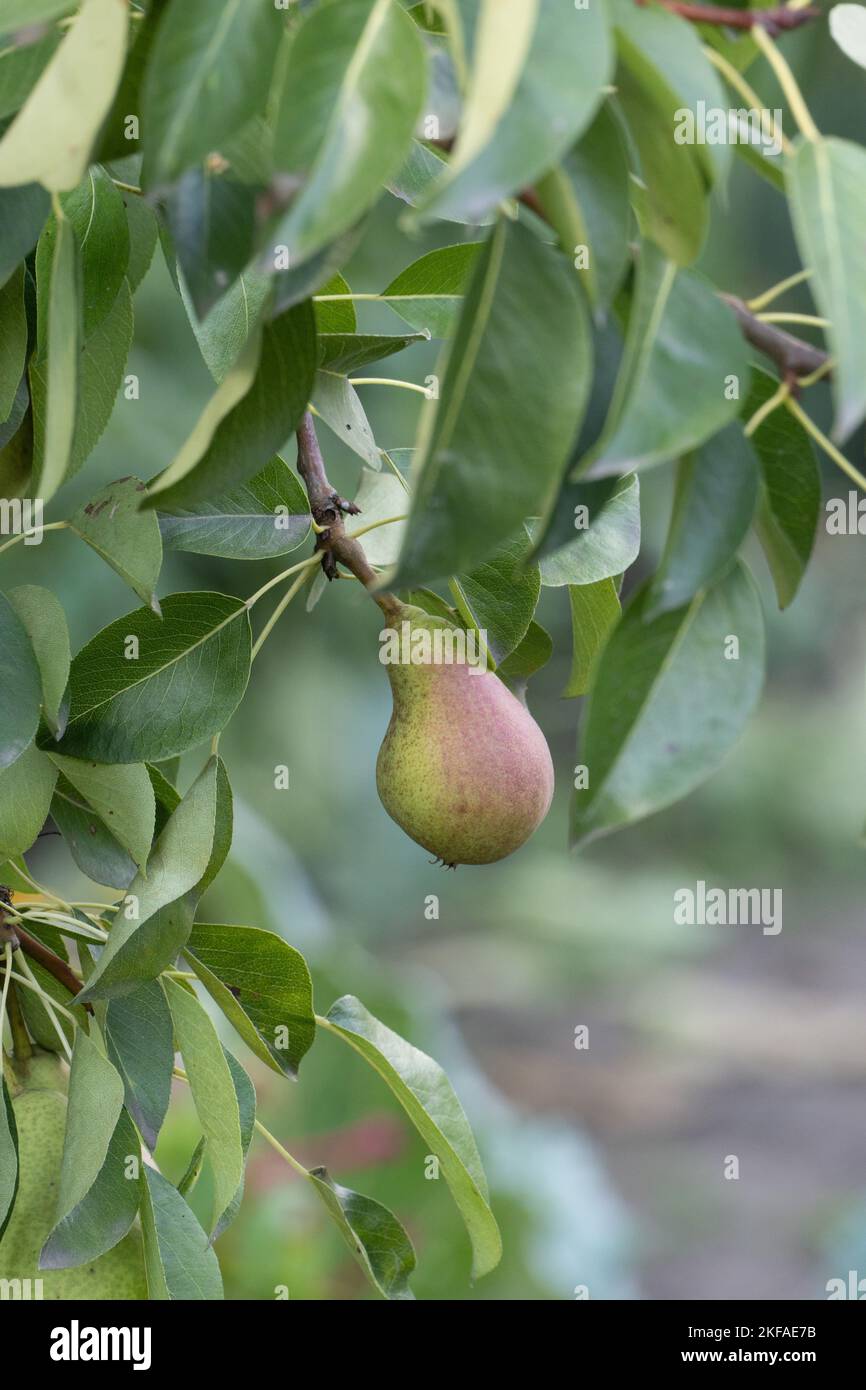 A vertical shot of greenish-red unripe pear hanging from a branch with ...